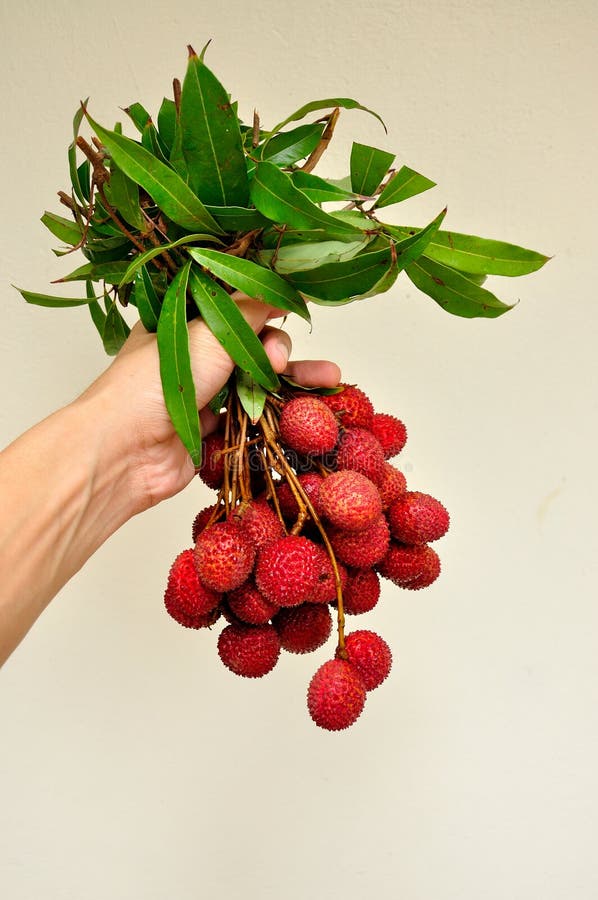 Bunch of Fresh Lychees in Man Hand Stock Image - Image of diet, fresh ...
