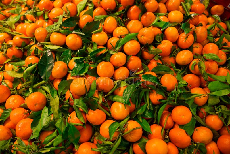 Bunch of Fresh Mandarin with Leaves Stock Image - Image of market, heap ...