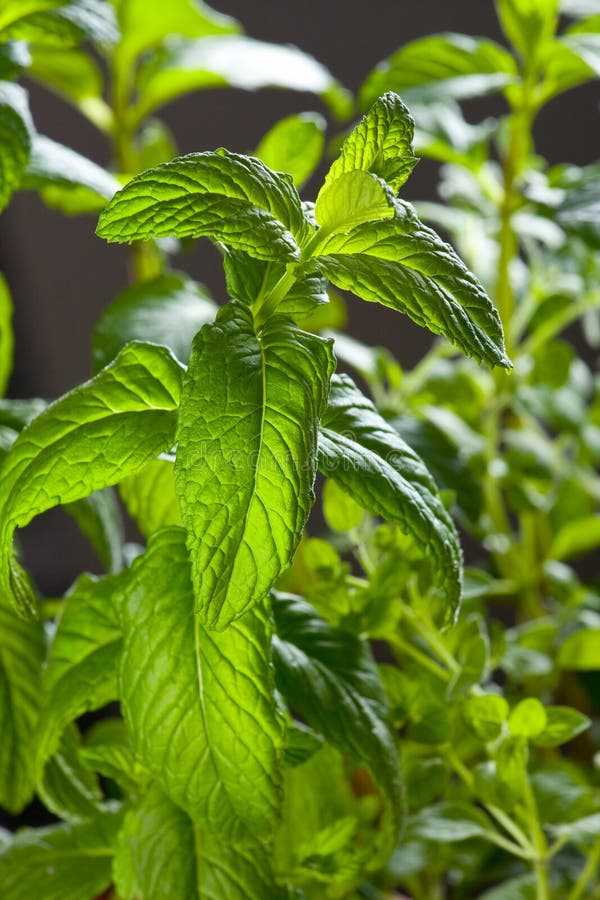 Bunch of fresh mint stock photo. Image of ecology, aroma - 31763484