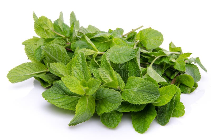 Bunch of fresh mint stock photo. Image of spice, natural - 43063712