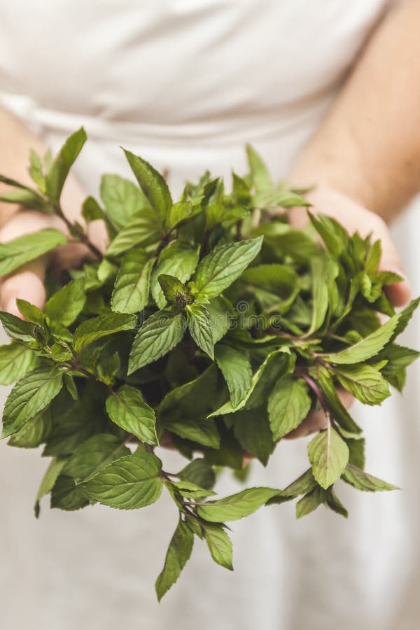 A Bunch of Fresh Mint in Male Hands, Close-up, Retro Toning Stock Image ...