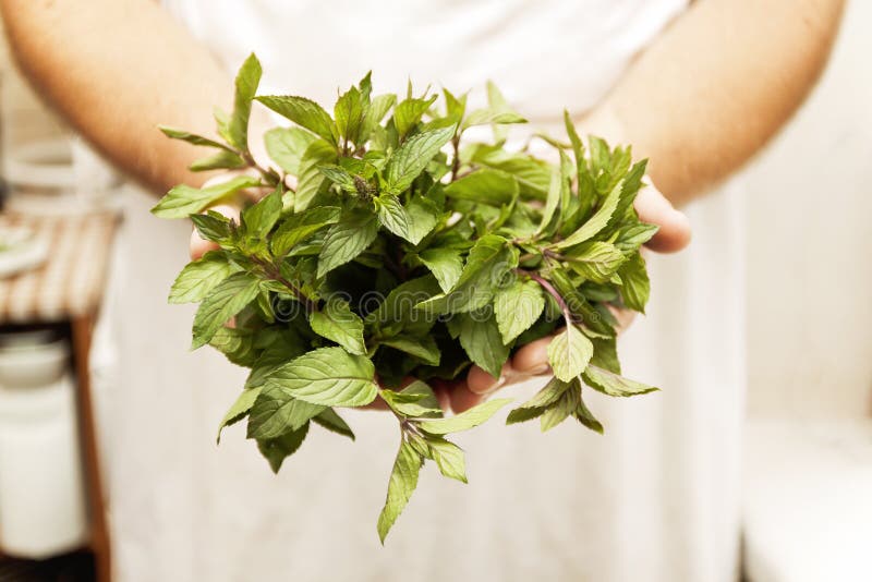 A Bunch of Fresh Mint in Male Hands, Close-up, Retro Toning Stock Image ...