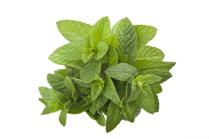 Bunch of Fresh Mint Isolated on White, Top View Stock Image - Image of ...
