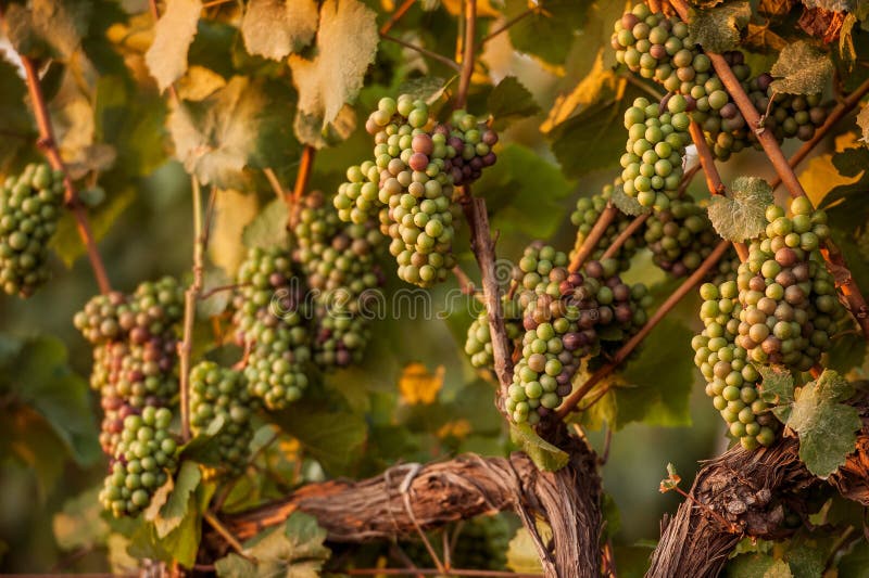 Bunch of Fresh Organic Grape on Vine Branch Stock Photo - Image of ...