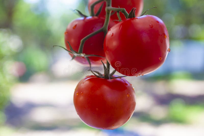 Bunch of Fresh Picked Tomatoes Stock Photo - Image of growing, healthy ...