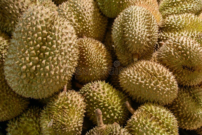 Bunch Fresh Raw Durians Photos - Free & Royalty-Free Stock Photos from ...