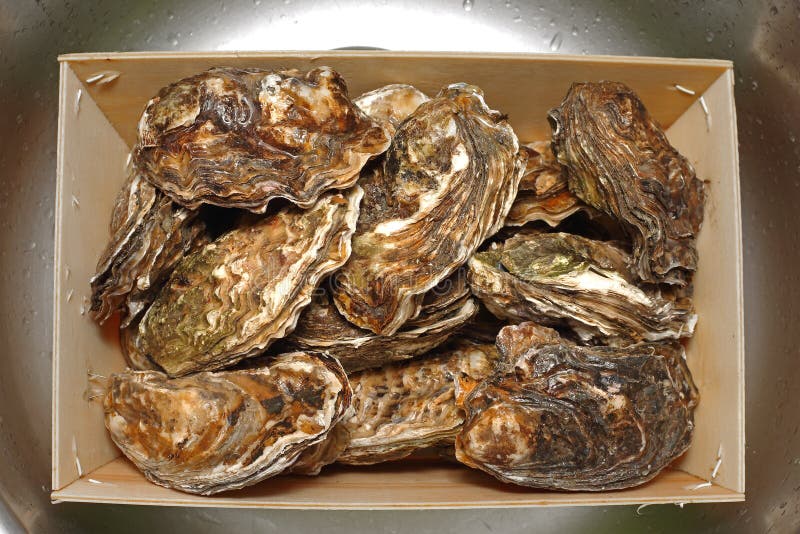 Box of Oysters stock photo. Image of fresh, shell, clams - 146943092