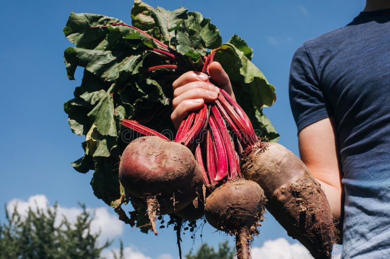 A Bunch of Fresh Red Beets in Men S Hands in a Vegetable Garden ...