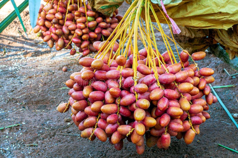 Bunch of Fresh Red Date Fruit Hanging on Date Fruit Palm Tree Stock ...