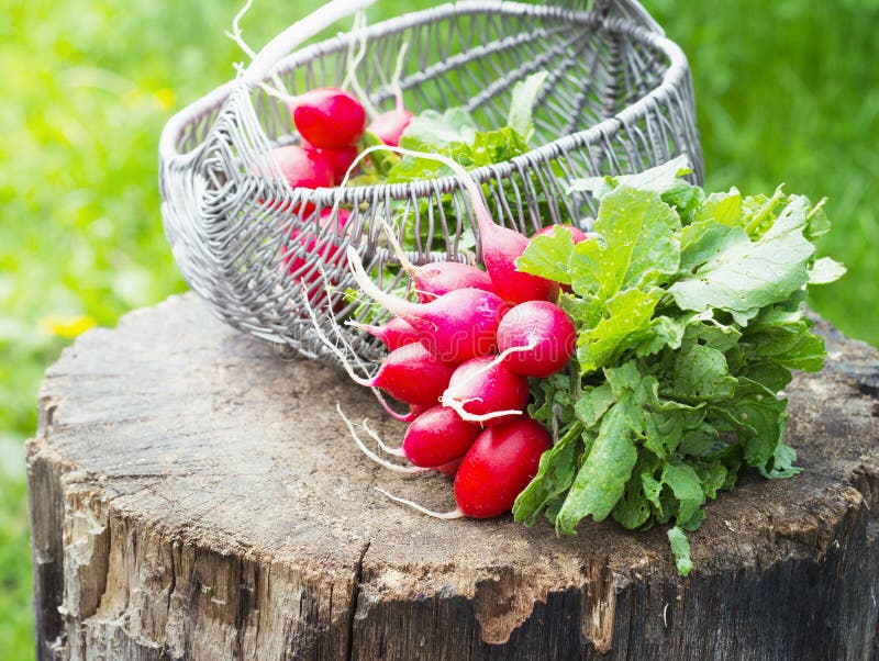 Bunch of Fresh Red Garden Radish in a Basket on the Stump Stock Image ...