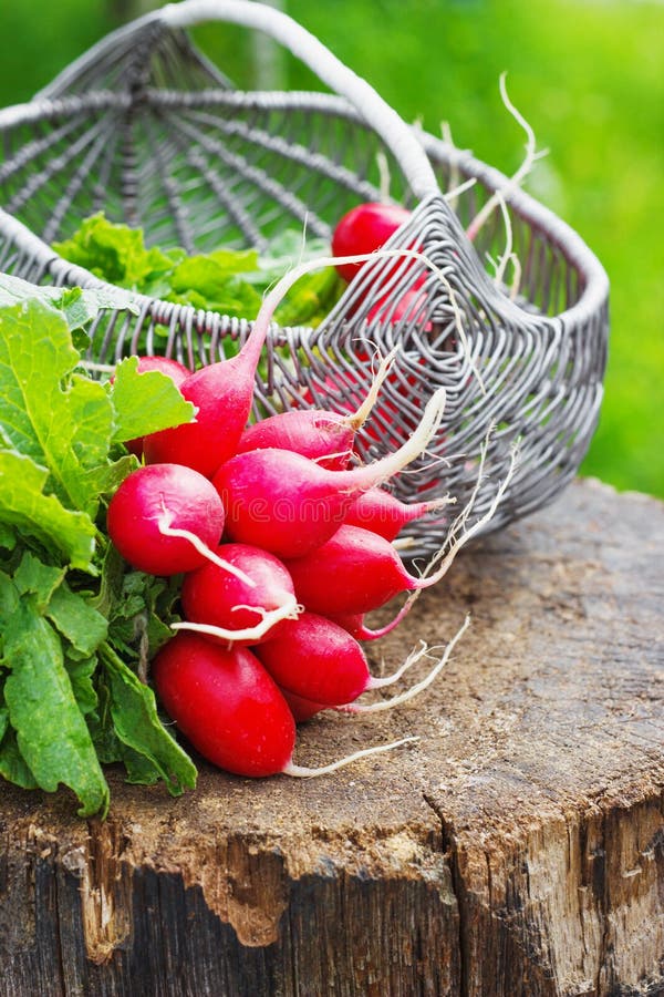 Bunch of Fresh Red Garden Radish in a Basket on the Stump Stock Photo ...