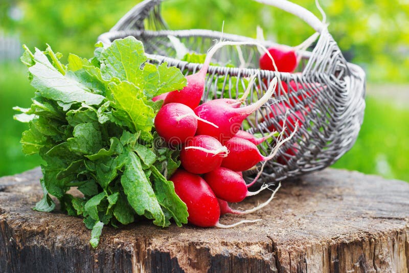 Bunch of Fresh Red Garden Radish in a Basket on the Stump Stock Photo ...
