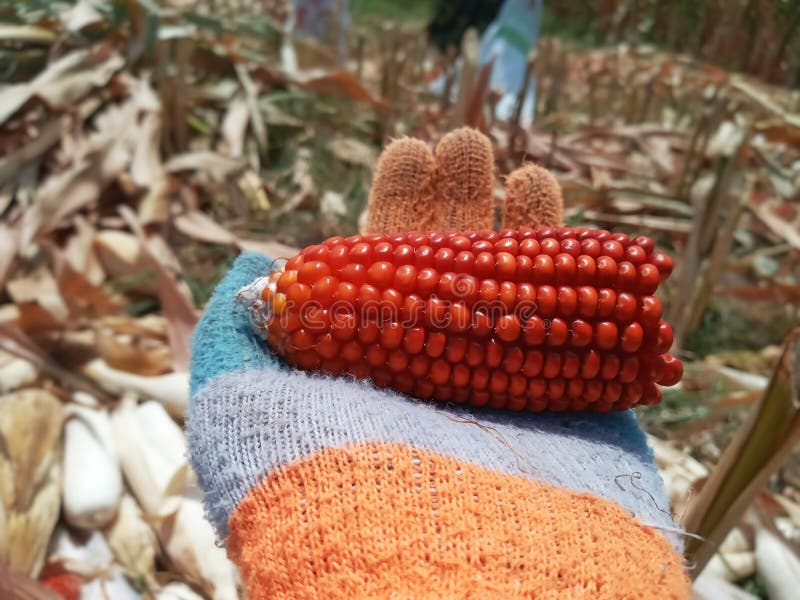 Bunch of Fresh Red Maize or Corn Cob during Harvest Season at the Field ...