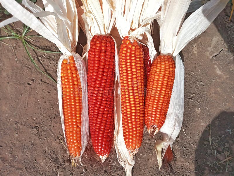 Bunch of Fresh Red Maize or Corn Cob during Harvest Season at the Field ...
