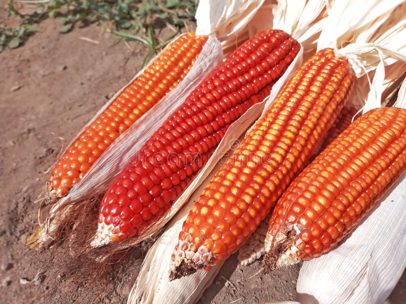 Bunch of Fresh Red Maize or Corn Cob during Harvest Season at the Field ...
