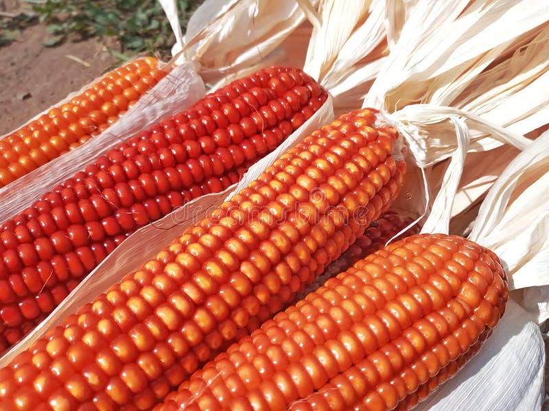 Bunch of Fresh Red Maize or Corn Cob during Harvest Season at the Field ...