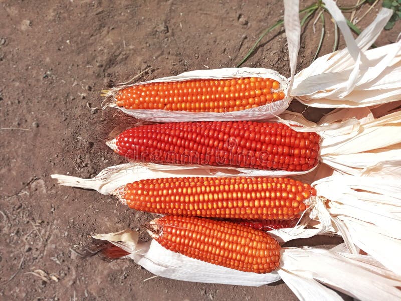 Bunch of Fresh Red Maize or Corn Cob during Harvest Season at the Field ...