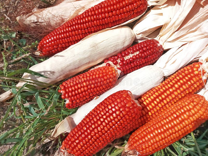 Bunch of Fresh Red Maize or Corn Cob during Harvest Season at the Field ...