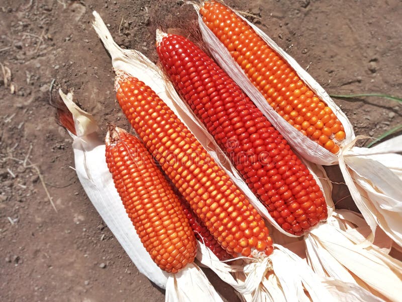 Bunch of Fresh Red Maize or Corn Cob during Harvest Season at the Field ...
