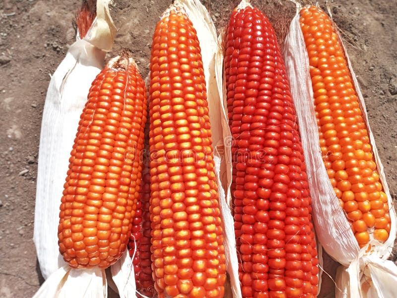 Bunch of Fresh Red Maize or Corn Cob during Harvest Season at the Field ...
