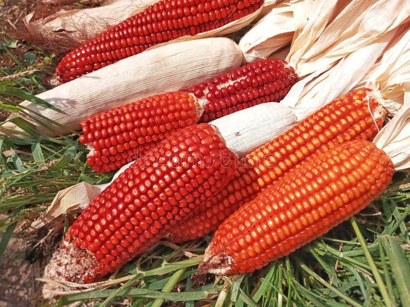Bunch of Fresh Red Maize or Corn Cob during Harvest Season at the Field ...