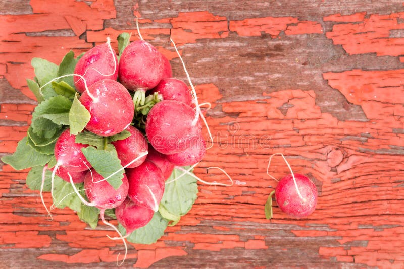 Bunch of Fresh Ripe Crisp Red Radishes Stock Image - Image of crucifer ...
