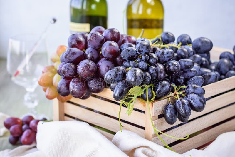Ripe grapes. stock photo. Image of bunch, fruit, harvest - 124813862
