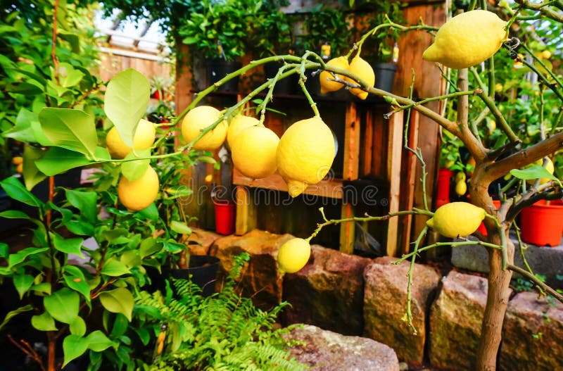 Bunch of fresh ripe lemons stock photo. Image of color - 70200660