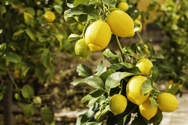 Bunch Of Fresh Ripe Lemons On A Lemon Tree Branch In Sunny Garden Stock ...