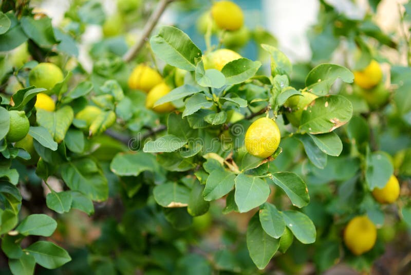 Bunch of Fresh Ripe Lemons on a Lemon Tree Branch Stock Image - Image ...