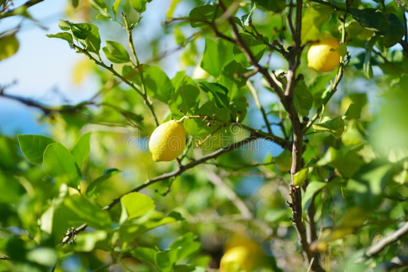 Bunch of Fresh Ripe Lemons on a Lemon Tree Branch Stock Image - Image ...