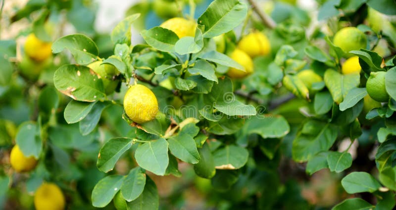 Bunch of Fresh Ripe Lemons on a Lemon Tree Branch Stock Image - Image ...