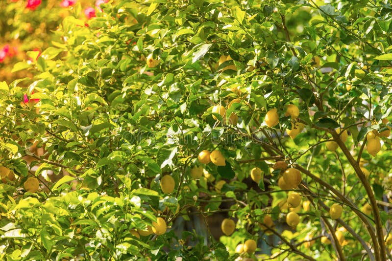 Bunch of Fresh Ripe Lemons on a Lemon Tree Stock Image - Image of ...