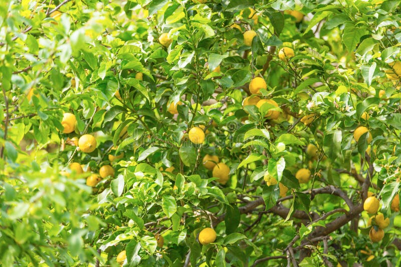 Bunch of Fresh Ripe Lemons on a Lemon Tree Stock Photo - Image of ...