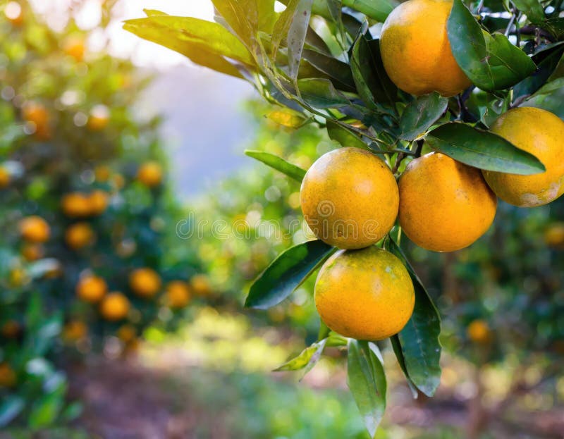 Fresh Ripe Oranges Hang in an Orange Grove.. Generated with AI Stock ...
