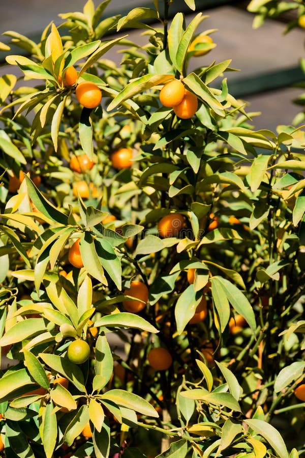Bunch of Fresh Ripe Oranges on Orange Tree Branch in Garden Stock Image ...