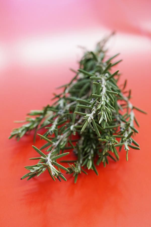 Bunch of fresh rosemary stock image. Image of plant, bundle - 93040561