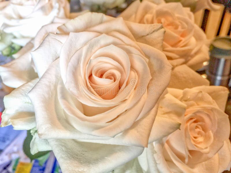 Bunch of Fresh roses stock photo. Image of relax, color - 77162374