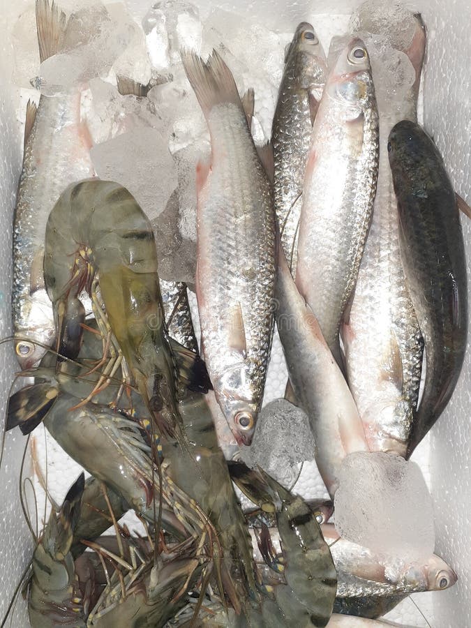 Bunch of Fresh Seafood with Ice Blocks Stock Image - Image of ...