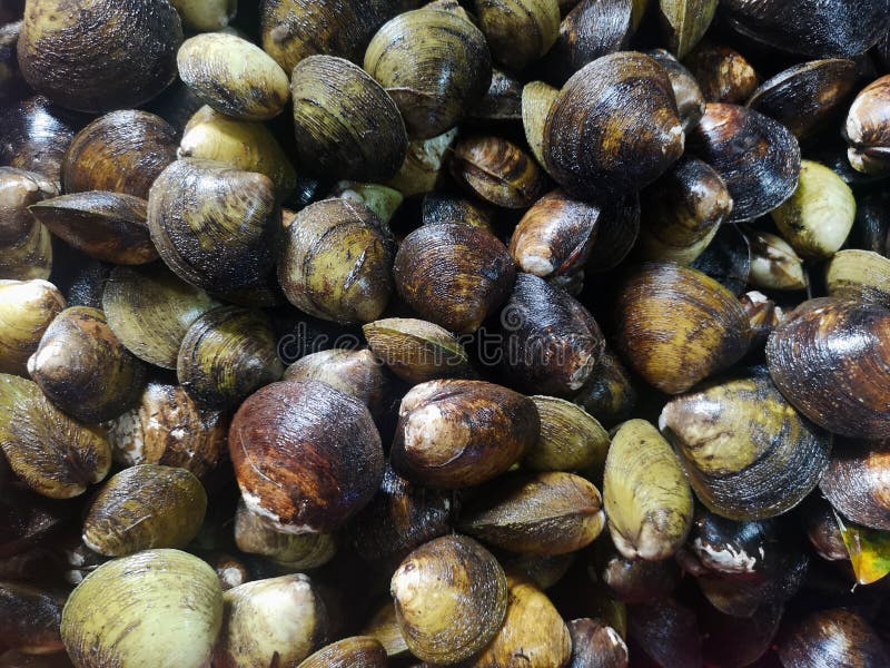 A bunch of Fresh Seashells stock image. Image of italian - 275323453