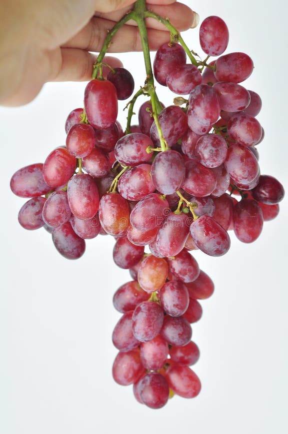 Bunch of Fresh Seedless Red Grapes Isolated on White Background Stock ...
