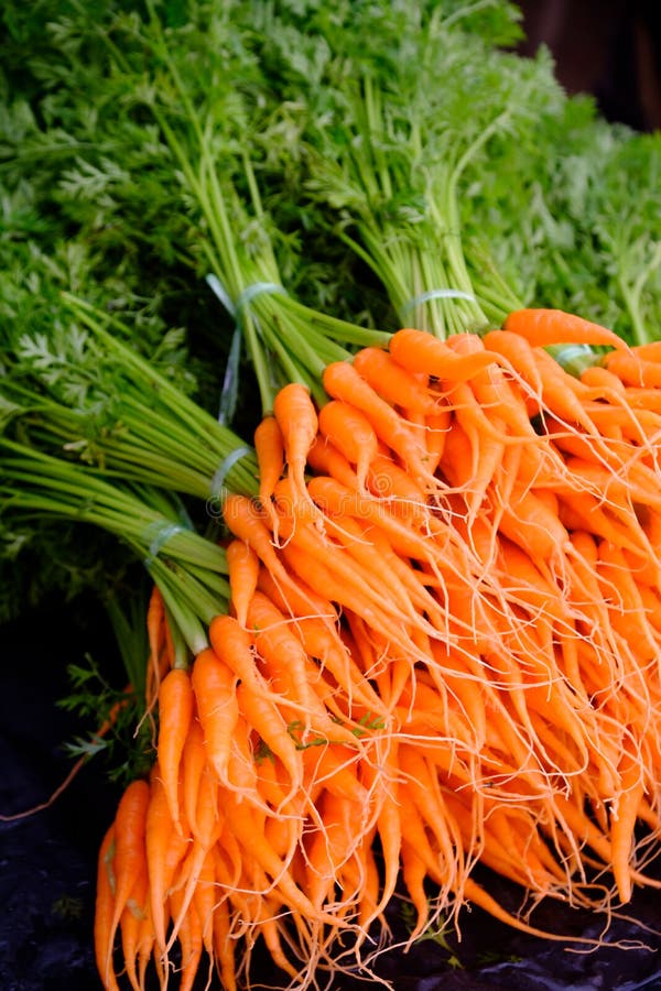Bunch of Fresh Small Carrots with Green Leaves Stock Image - Image of ...