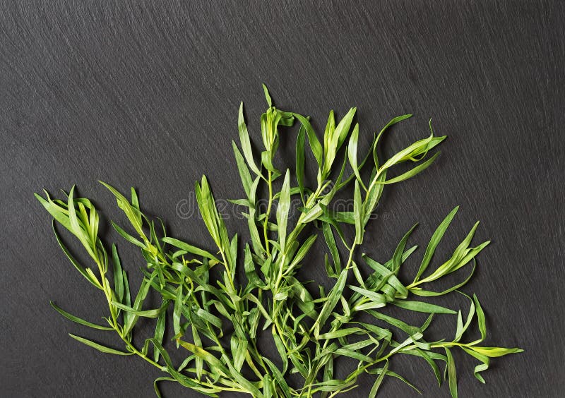 Bunch of Fresh Tarragon Isolated on a Black Stone Background. Top View ...