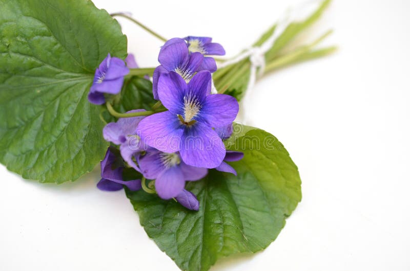 Bunch Fresh Violet, Viola Odorata with Leaves Stock Image - Image of ...