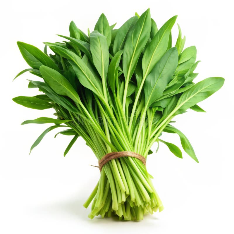 Bunch of Fresh Water Spinach Isolated on White Background Stock ...