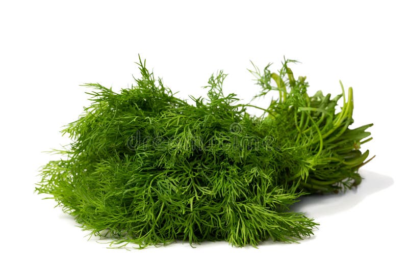 Bunch of Freshly Cut and Washed Dill Leaves Stock Photo - Image of ...