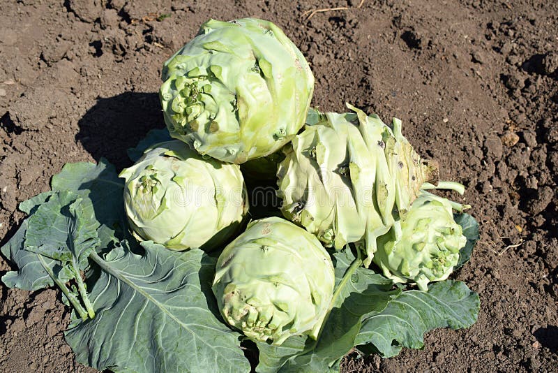 A Bunch of Freshly Harvested Kohlrabi Cabbage Stock Image - Image of ...