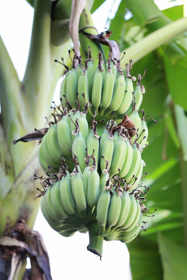 Bananas are a Fruit, but Not Ripe. Stock Image - Image of agriculture ...