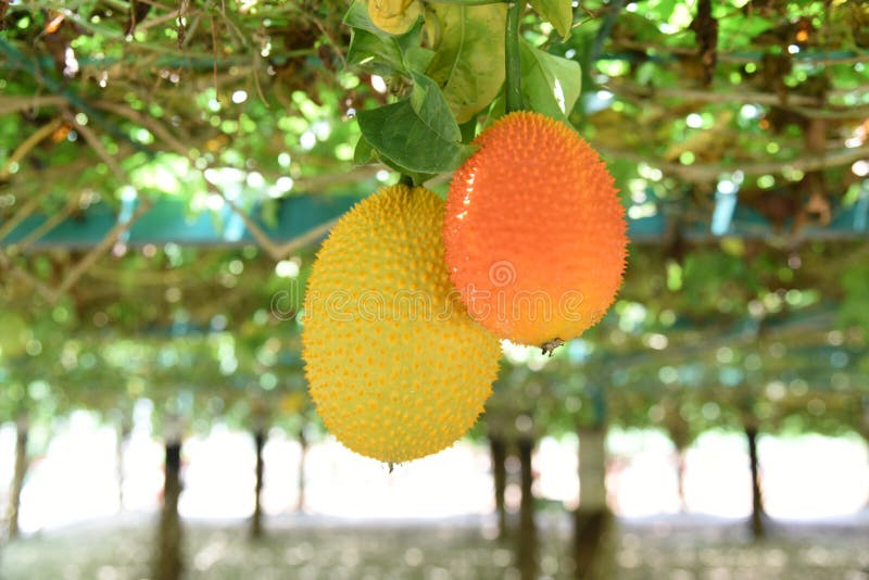 Gac fruit stock image. Image of asia, delicious, gourd - 167576465