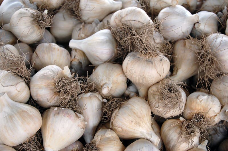 Bunch of Garlic stock image. Image of vegetable, bulb - 26118443